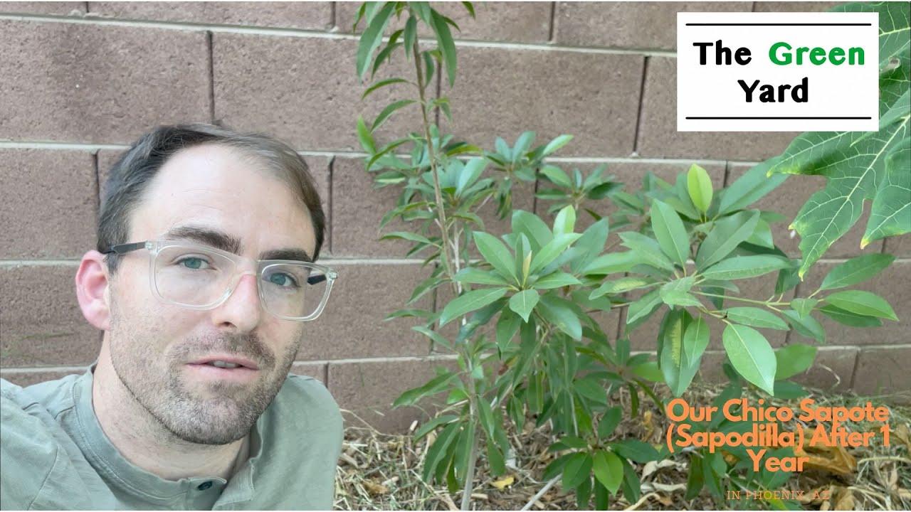 How is it GROWING? Our Chico Sapote (Sapodilla) Tree after 1 Year in ...