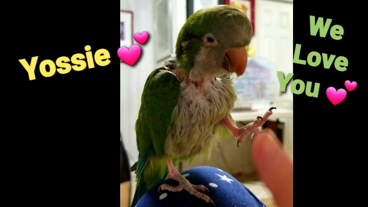 A Relaxing Wednesday At The Sharyn Zoo. - YouTube