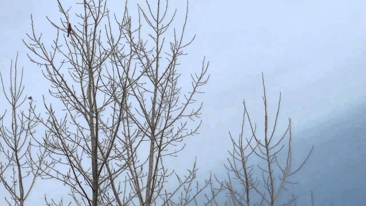 Ciripiri - Pasarea cardinal - YouTube