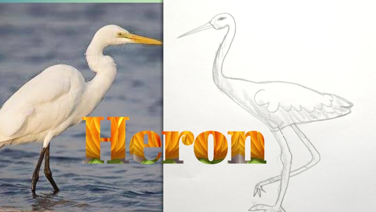 Easy heroin drawing| how to draw a heron| DIY| school project| DIY with ...