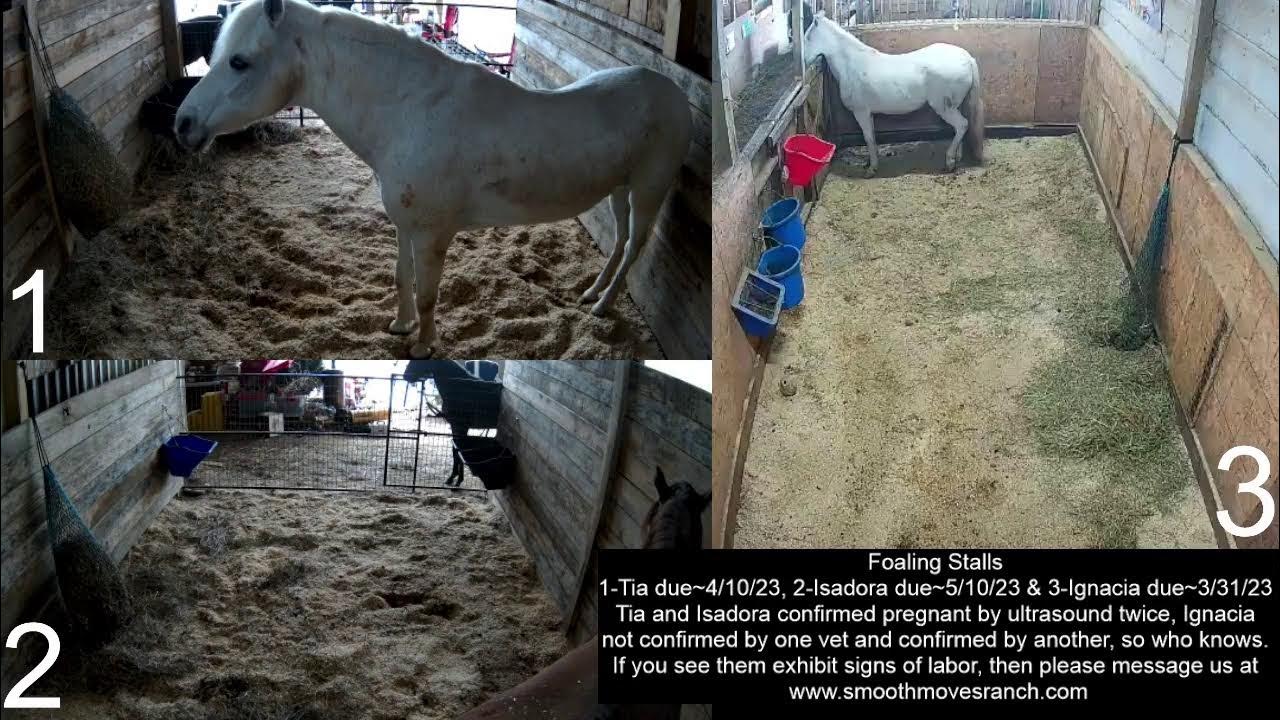 Foal Watch 2023 - YouTube