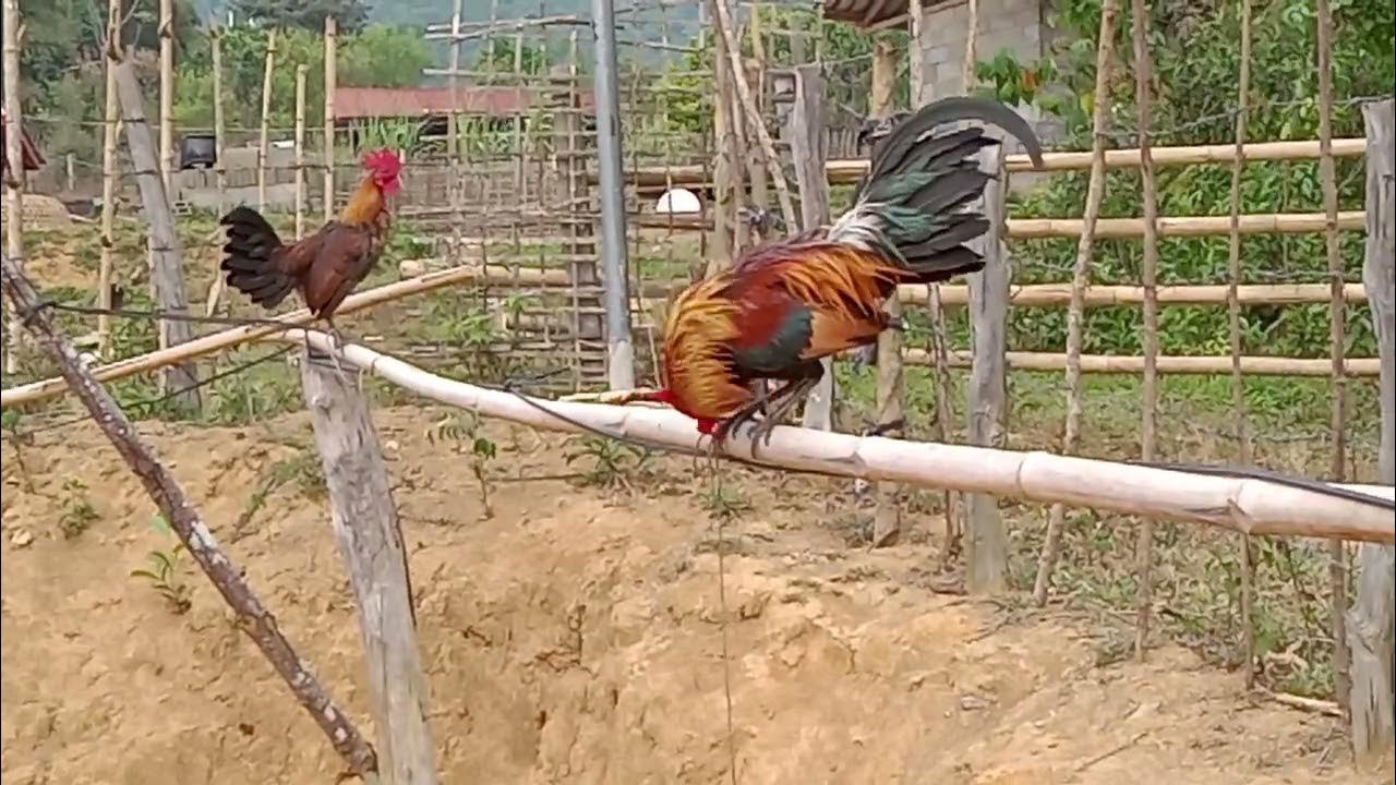 23/5/2024 saib qaib ua si - YouTube