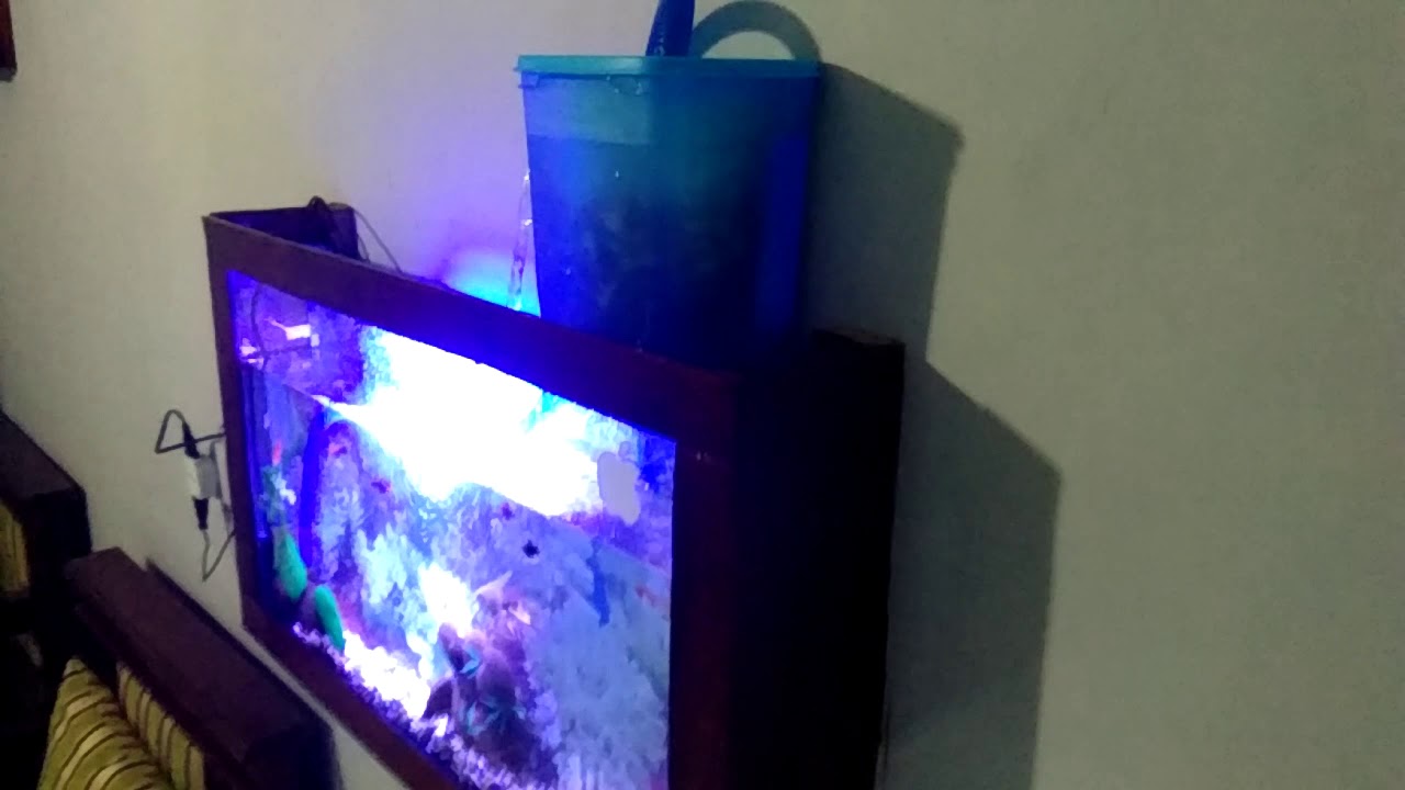 Aquarium dinding sederhana - YouTube