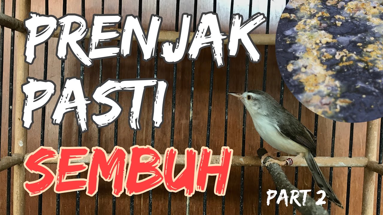 UPDATE KONDISI CIBLEK PRENJAK YANG MENCRET BERAK KAPUR BERAK ENCER ...