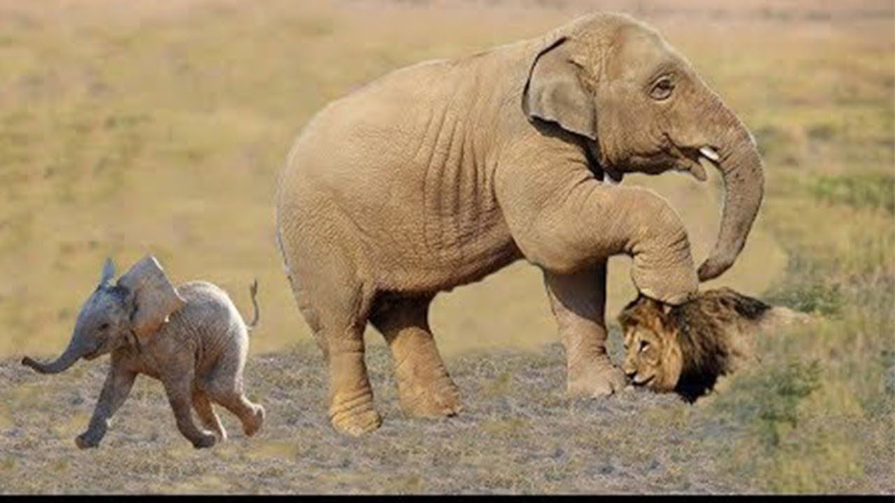 The Elephant Bravely Drives Away The Lion To Save The Child - Wild ...