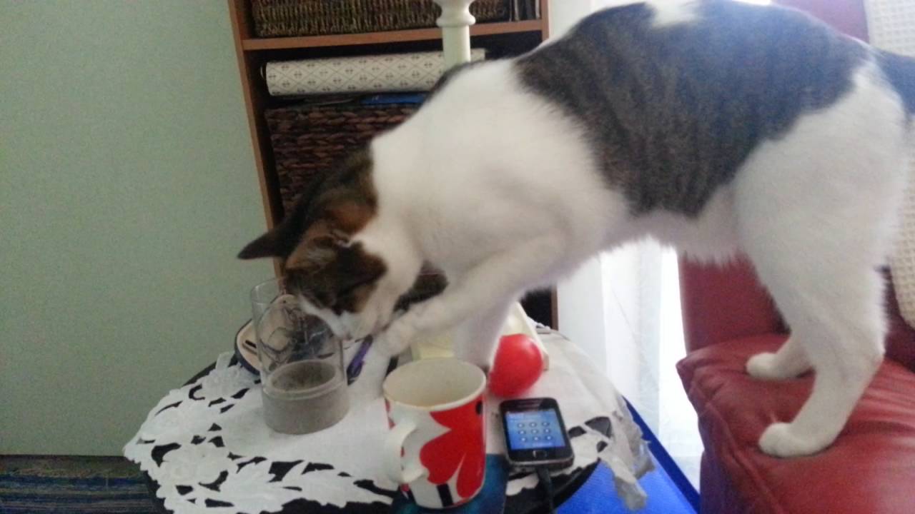 Decaf the cat - YouTube