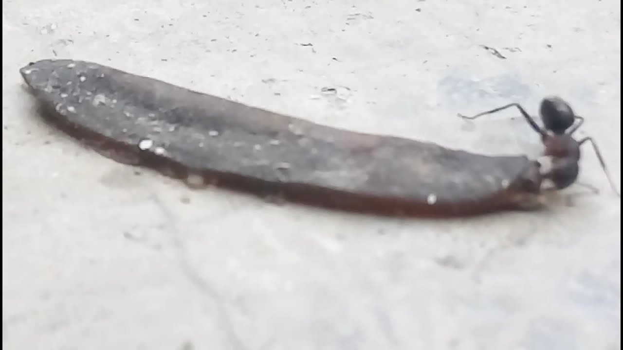 Powerful Ant try to achieve the goal! - YouTube