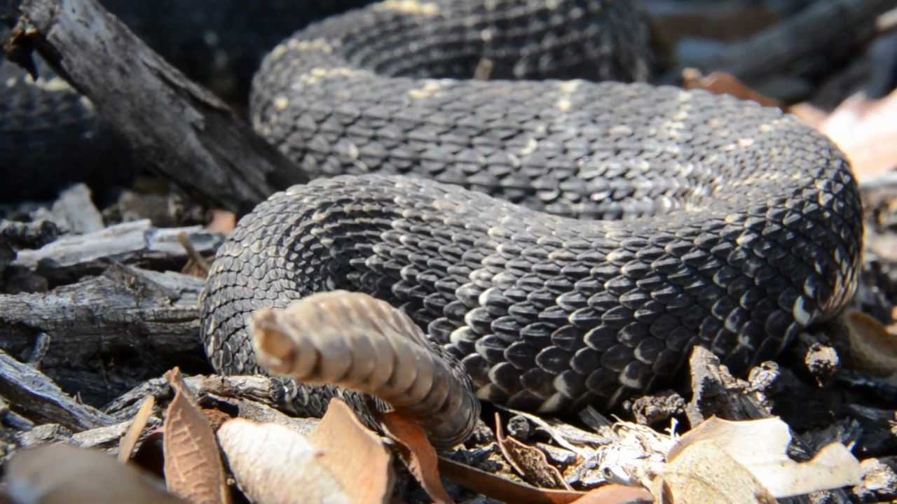 Black Rattlesnake