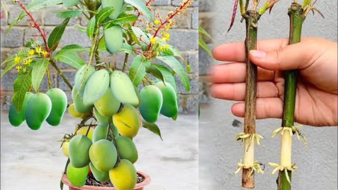 Techniques for propagation fruit tree - YouTube