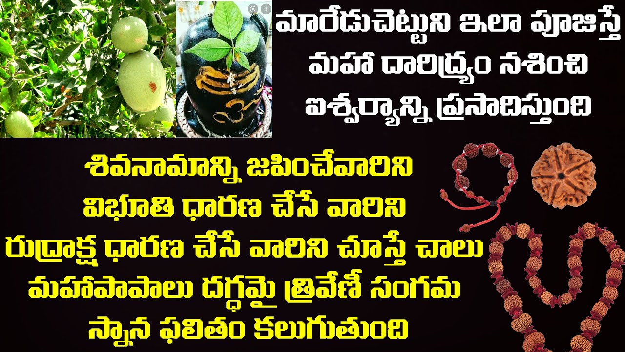 Maredu Chettu Pooja Vidanam | Bilva Pooja | Siva Puranam | By Brahmasri ...