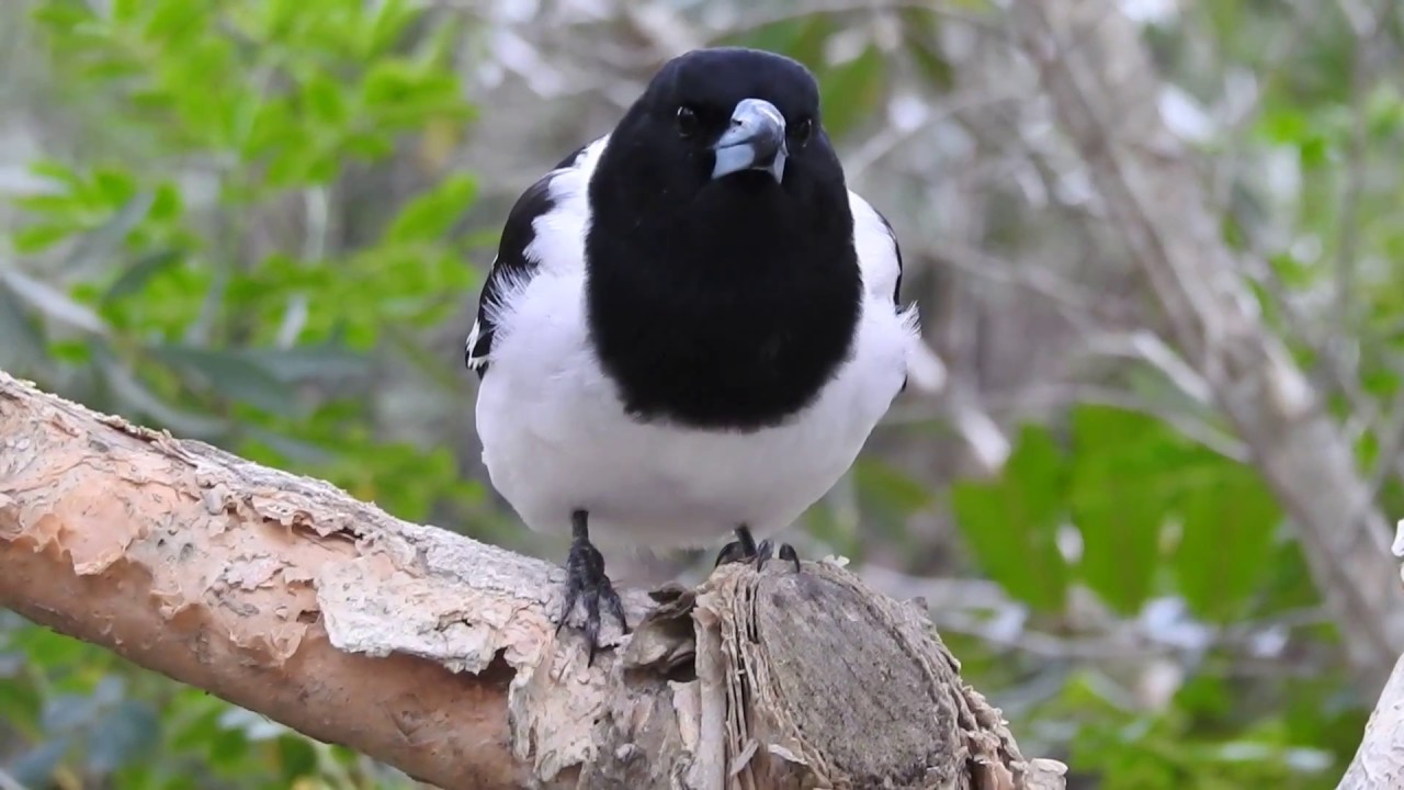 Pied Butcherbird up close - YouTube