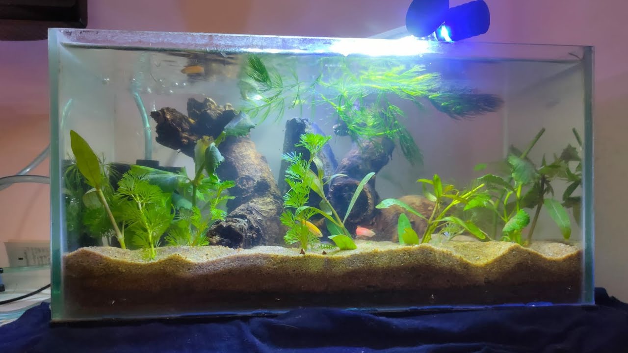 simple plantation fish tank - YouTube