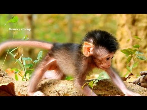 The cutest baby monkey Jayden learn walk without mom, Cute baby monkey ...
