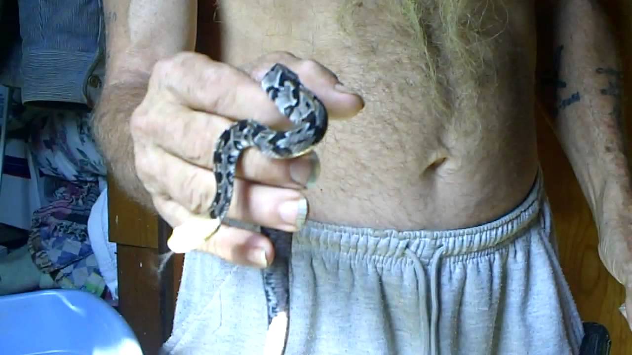 Baby Canebrake rattlesnake - YouTube
