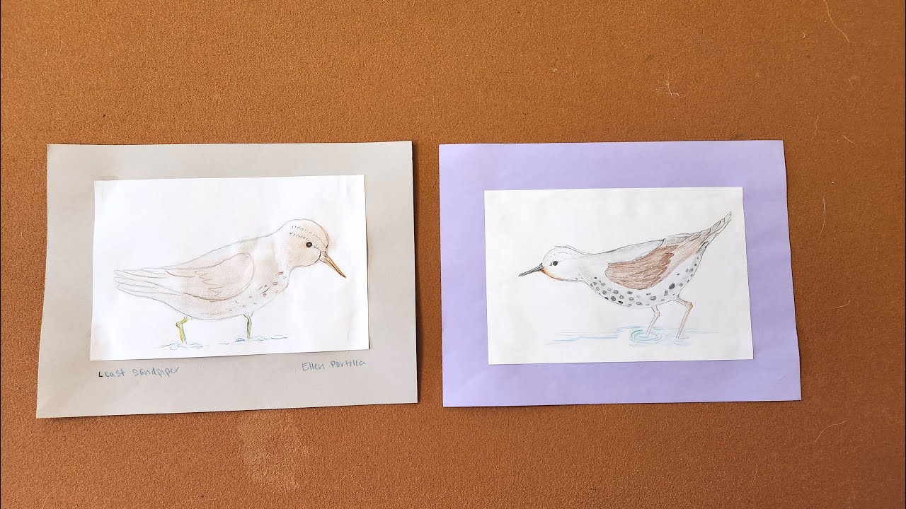 Art Masters JJ Audubon: Primary Realistic Bird - YouTube