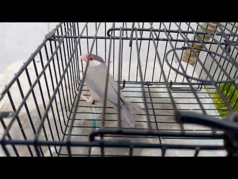 Pastel Fawn working java,,,, pastel java 0300-9262120 - YouTube