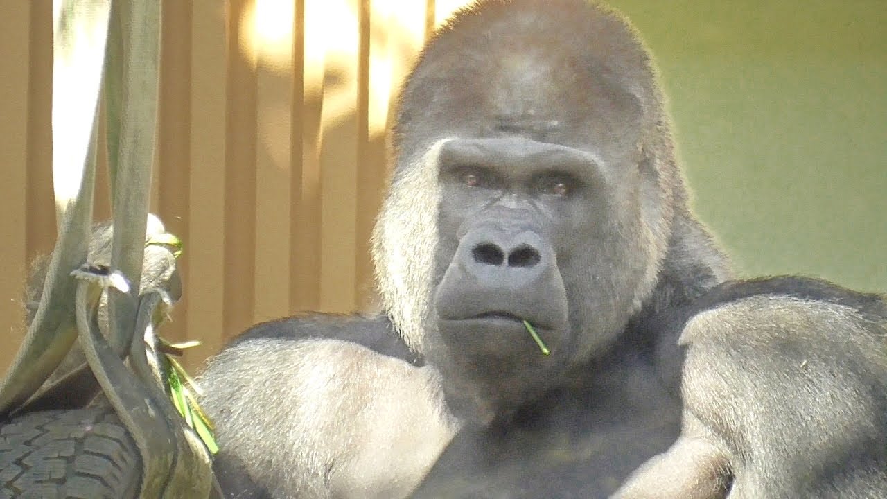 The cool boss gorilla, and the gorilla brothers who cling and play fiercely lol 😆😆😆 Gorilla ...