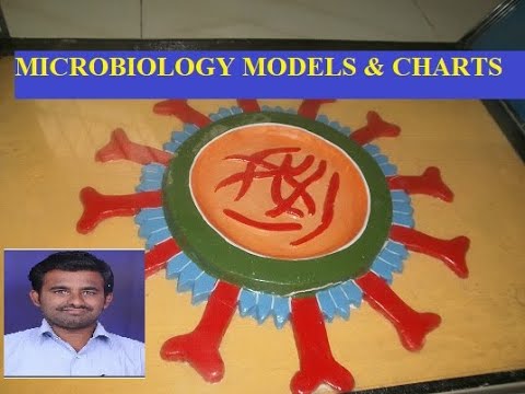 MICROBIOLOGY CHARTS & MODELS - YouTube