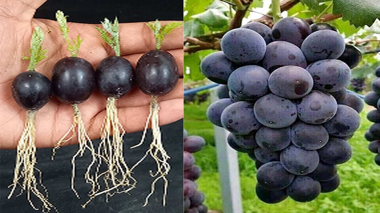 How To Grow Grapes Tree From Grapes At Home / Growing Grapes Tree - YouTube