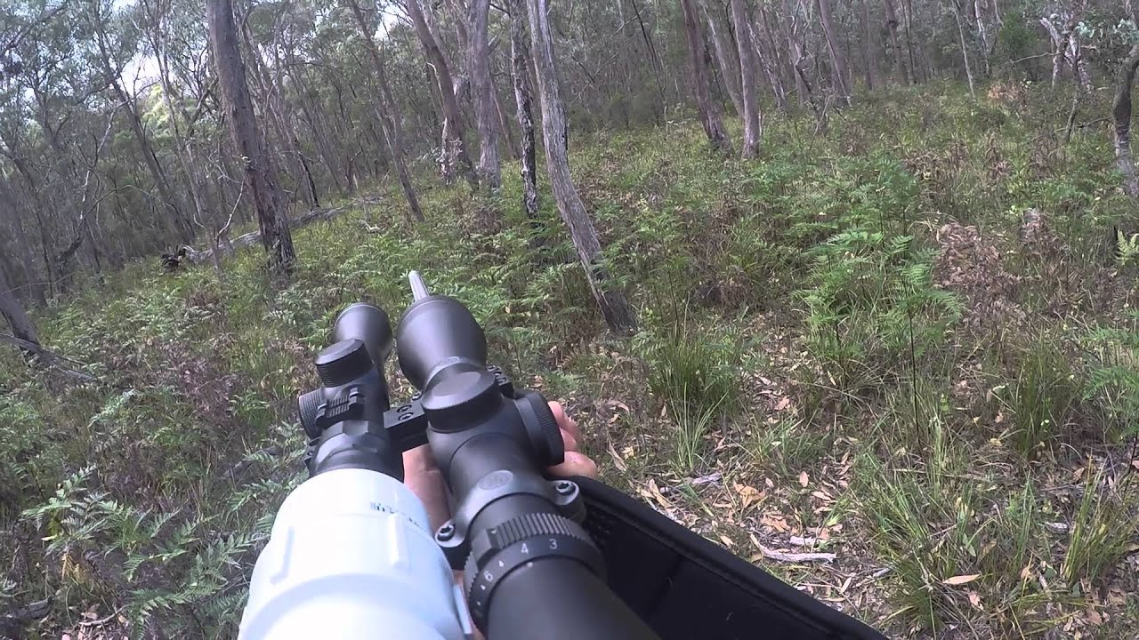 Gopro Fallow Deer Hunt - 2 does shot with scopecam - YouTube