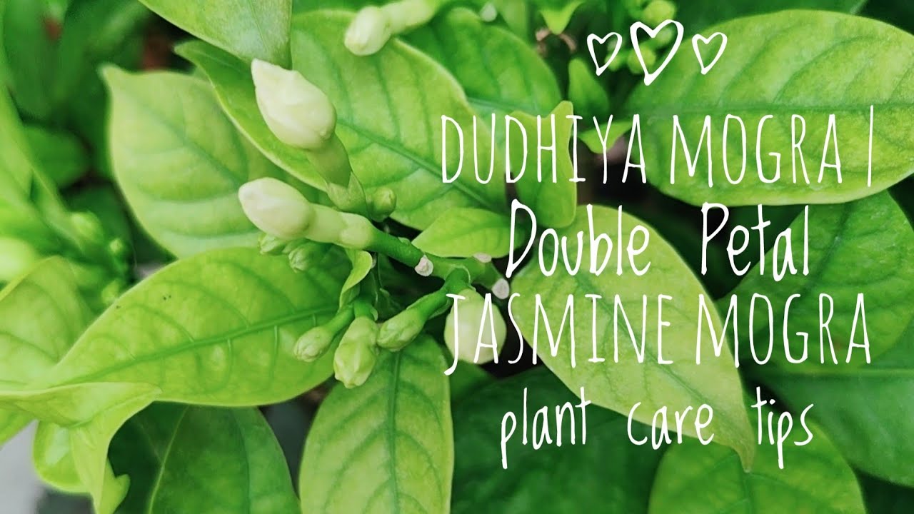 Dudh Mogra | Jasmine plant | Double petal mogra plant care tips - YouTube