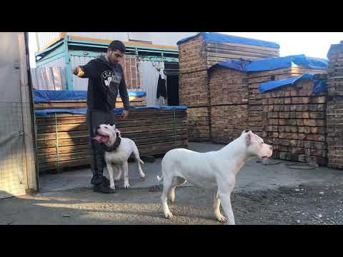 DOGO ARJANTİN Köpek SPOR KAS VÜCUT YAPIMI (beni ISIRDI)