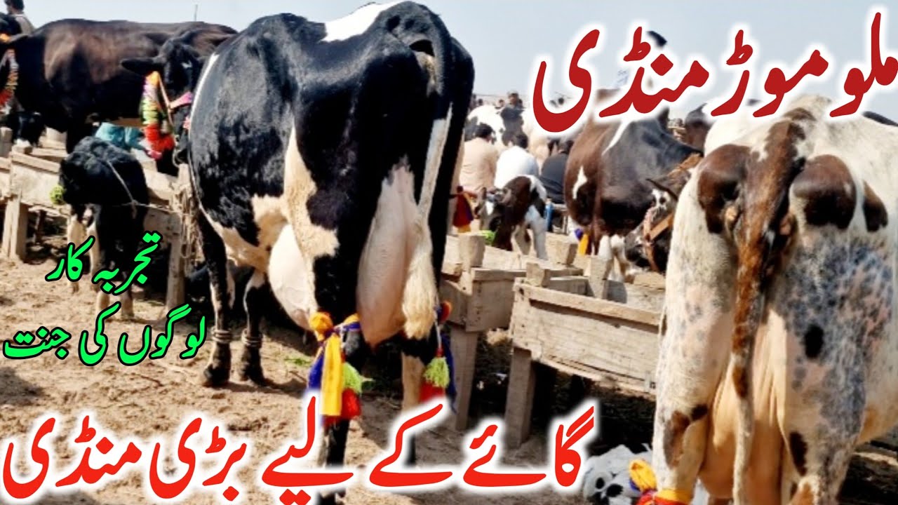 Malumor Cow Mandi | Best And Biggest Cow Mandi In Punjab Pakistan ...