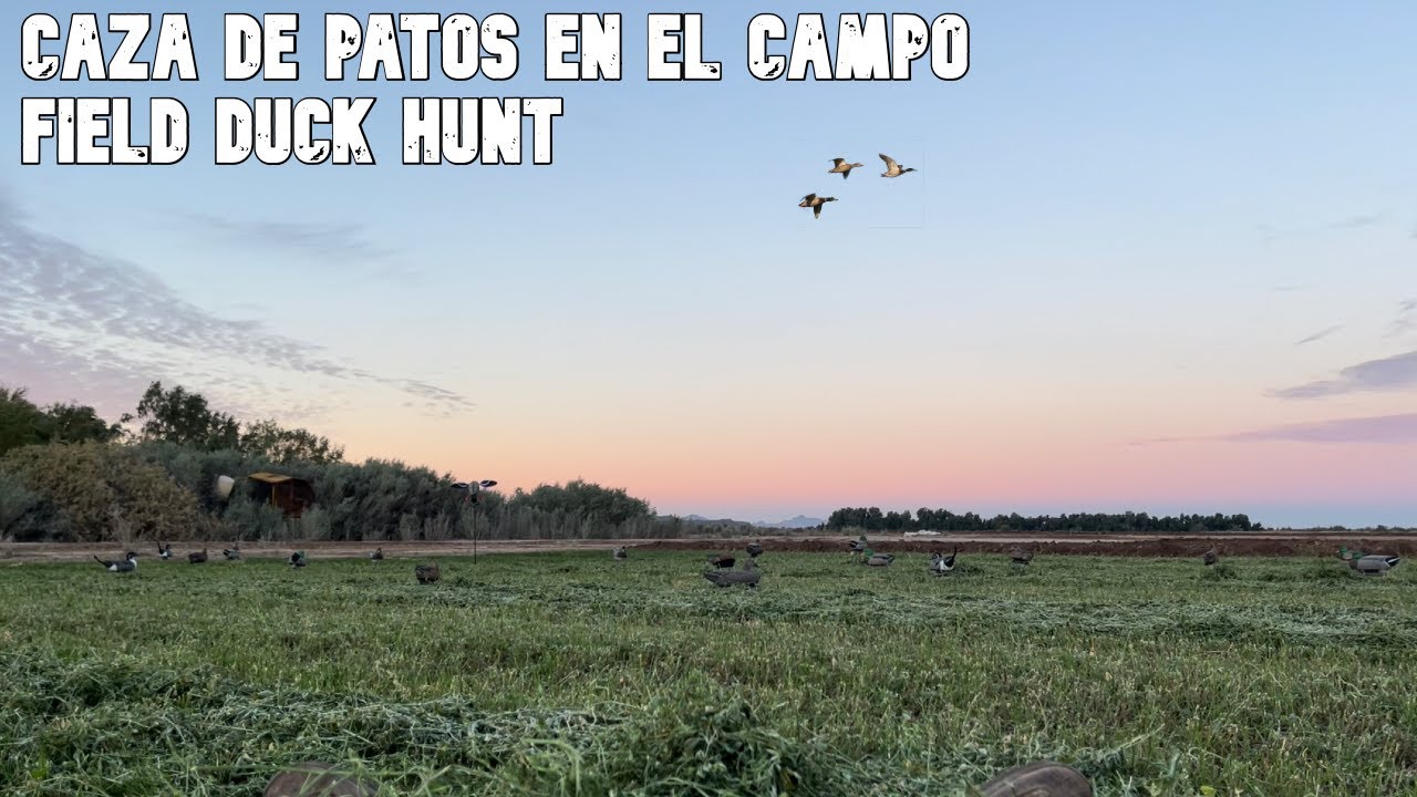 Field Duck Hunting/Caza De Pato En Un Campo (Arizona) - YouTube