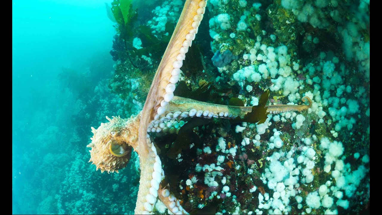 An Octopus Encounter - YouTube