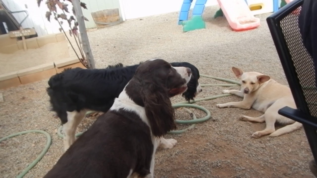 10 25 18 Cooper AJ Kula SadieC Sally 1 - YouTube