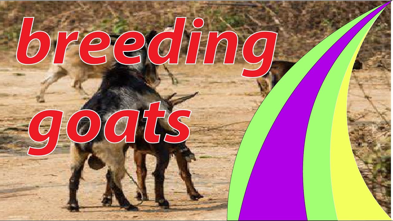 goat breeding - YouTube