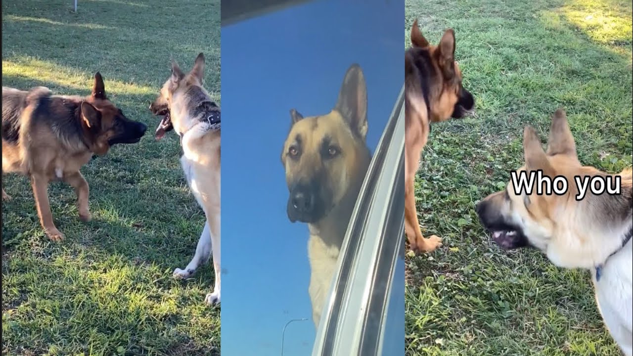 Deli’s first trip to the dog park #gsd#germanshepherd#dogs#park#friends ...