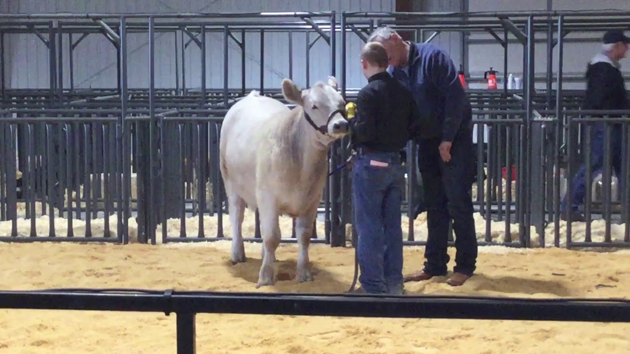 Cattle - Sentinel Livestock Show 5Feb19 (3) - YouTube