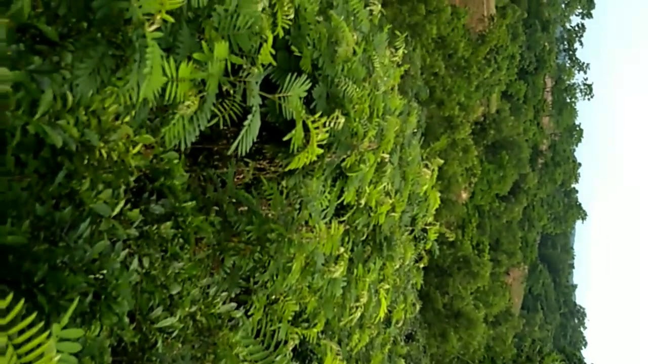 Sahbajpur tea bagan boroleka moulovibazar - YouTube