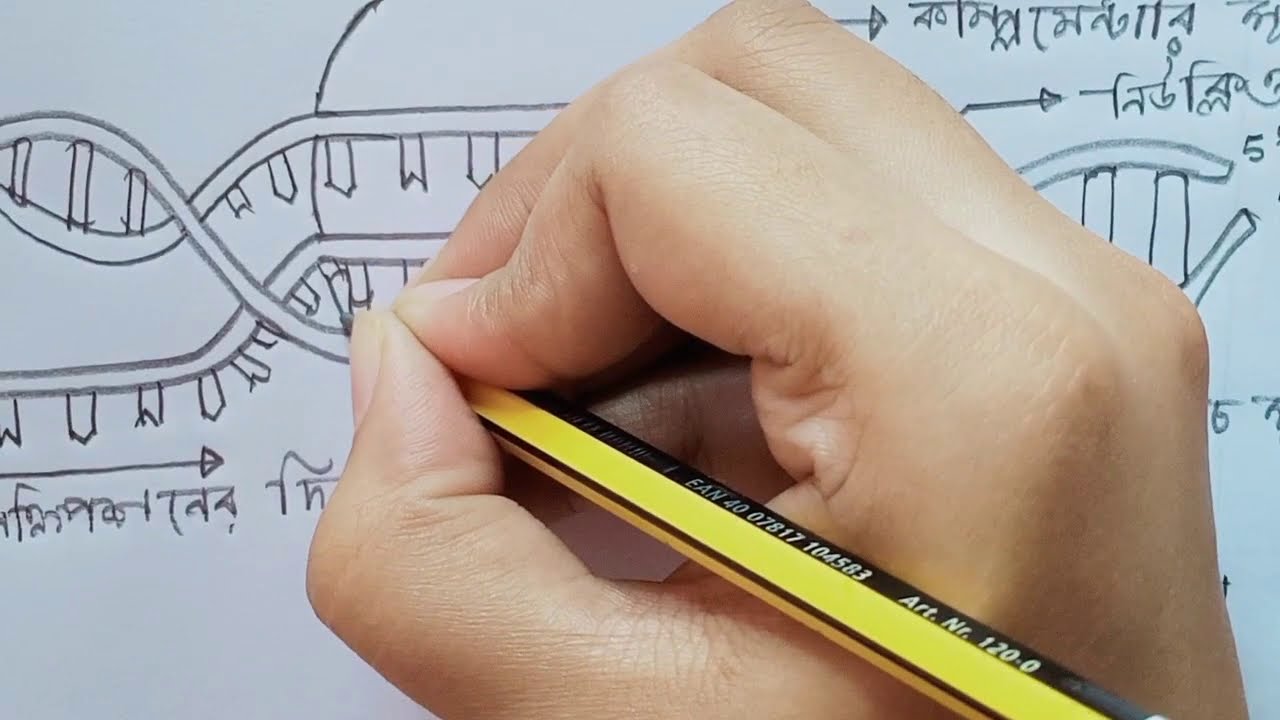 How to Draw DNA Transcription process easy - YouTube