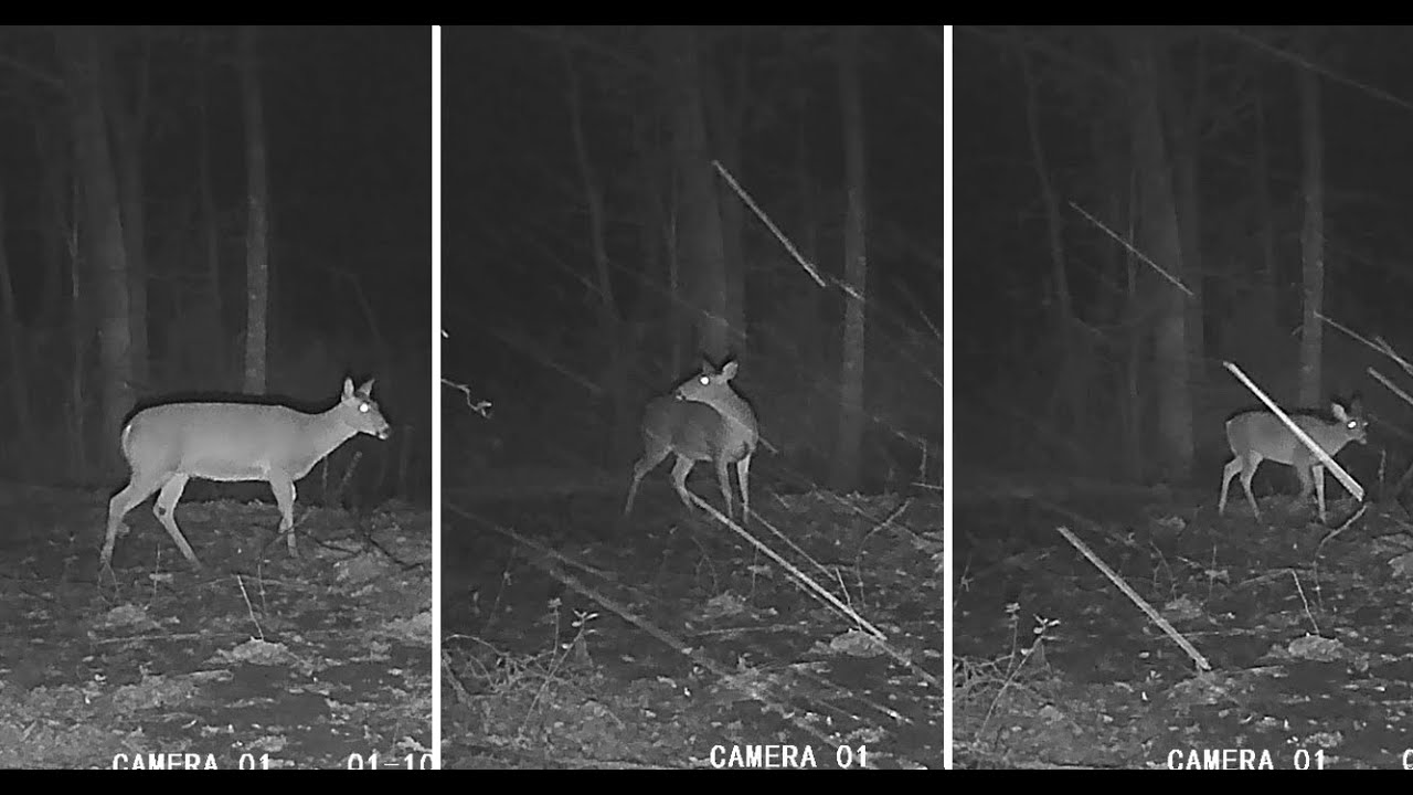 Trail cam footage | (Jan 14, 2021) | Various - YouTube