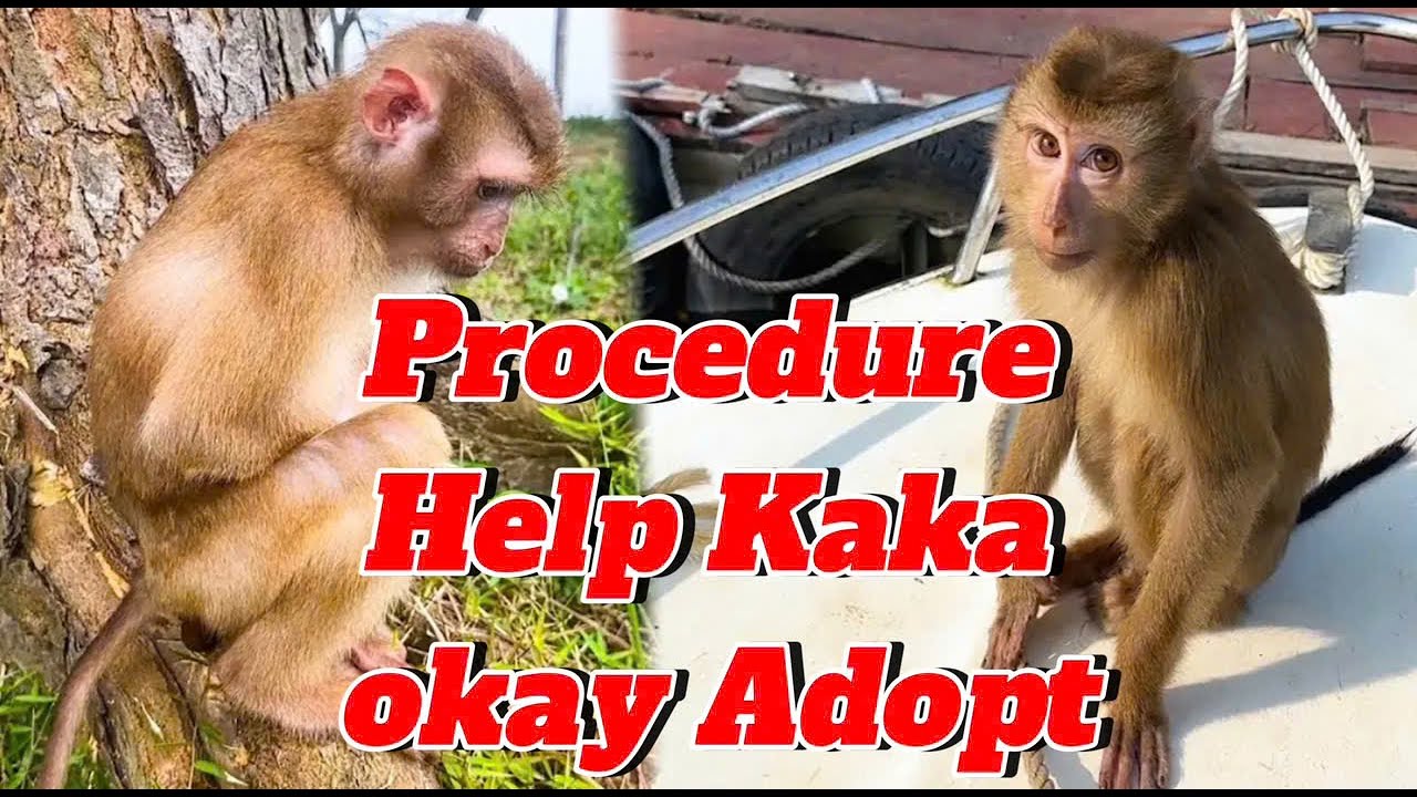 NEW UPDATE, NEW FAMILY WILL ADOPT KAKA MONKEY AND MIT MONKEY AND PUKA ...