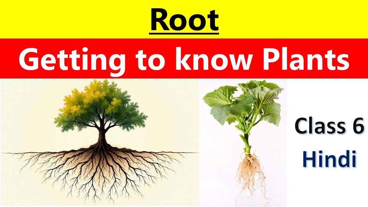 Root | Roots Function | Types of Roots | Getting to know plants | In ...