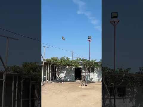 QASİM TURKAN 19.07.2024 8 SAAT 45 DEYQE MASALLAH