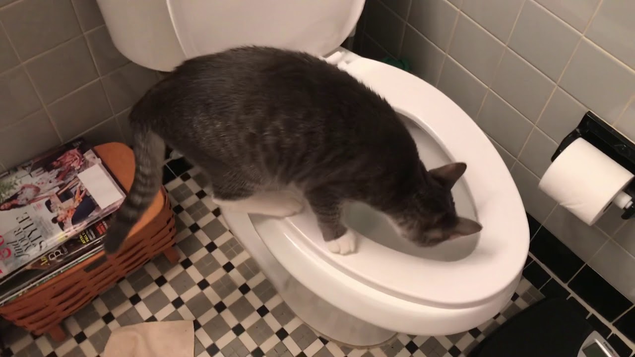 Kitten Toilet Trained Himself - YouTube