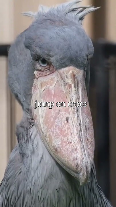 Meet the prehistoric-looking Shoebill Stork, aka the "B-Rex," #wildlife ...