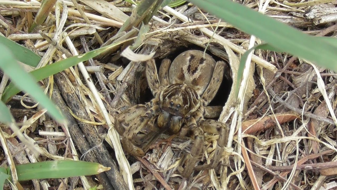 Armchair Arachnology: Ground Dwelling Wolf Spider 🕷🕸 - YouTube