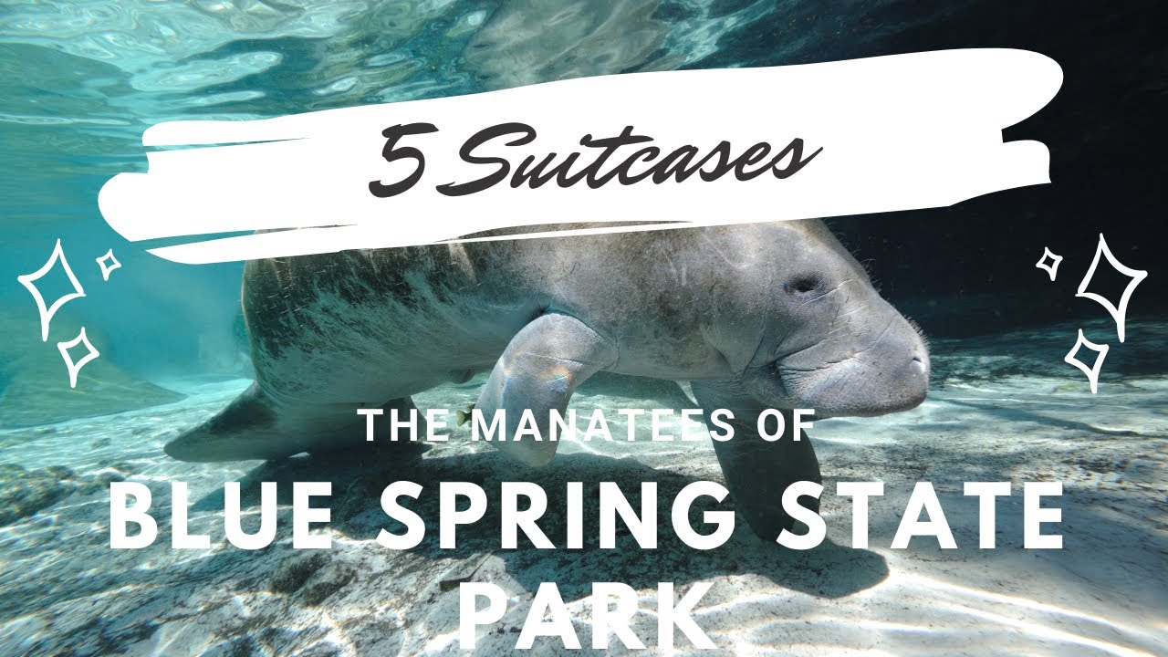 We Saw HUNDREDS of Manatees at Blue Spring State Park - YouTube