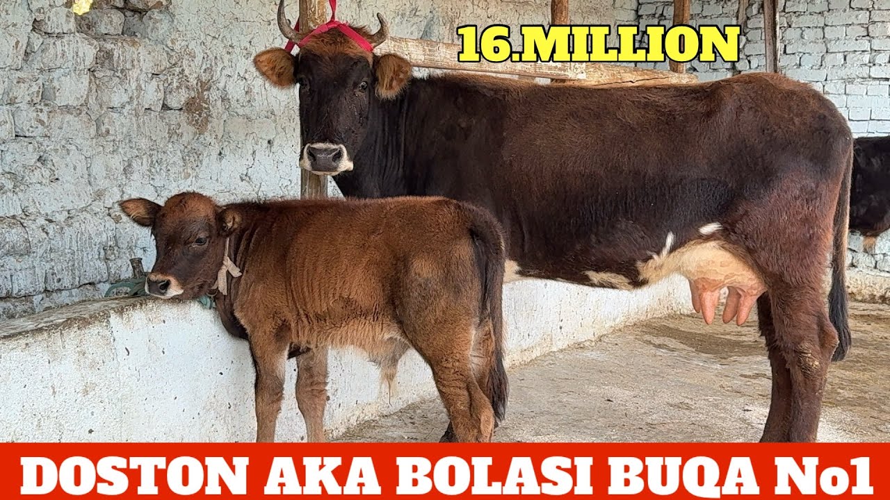 DOSTON AKA JINNI QILDI ODAMNI 16.MLN UZB BOʻYLAB DASTAFKA BOLASI BUQA ...