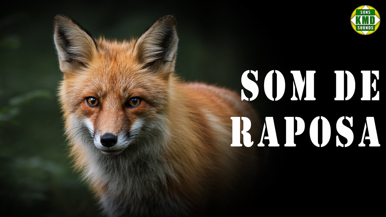 SOM DE RAPOSA – SONS DE ANIMAIS REAIS – os melhores efeitos sonoros ...