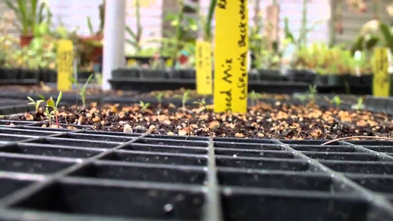 Plant Propagation Lab - YouTube