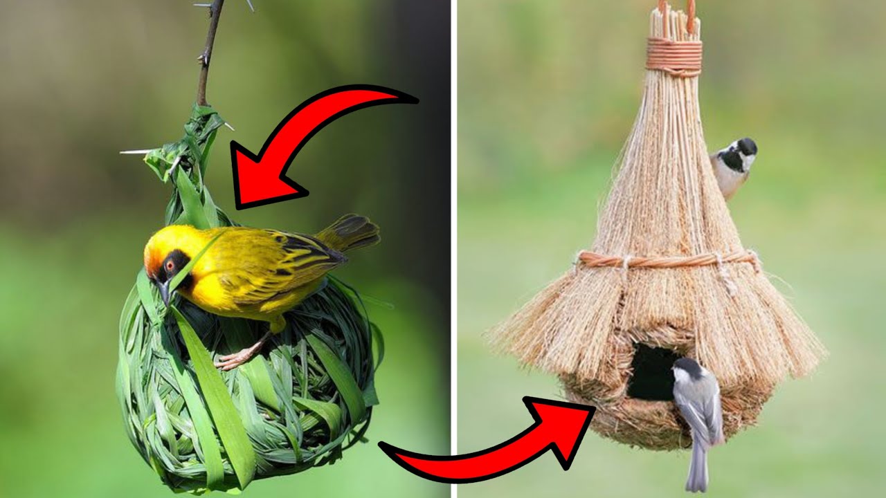 दुनियां के 10 सबसे अजीबो-गरीब घोसले ||Top 10 Amazing Nests In The World ...