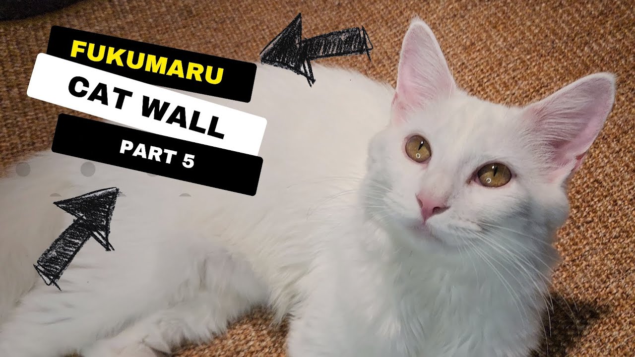 We Are Building A Fukumaru Cat Furnature Wall: Part 5 Cat Scratching ...
