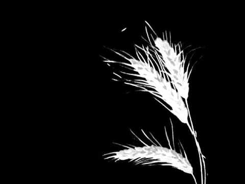 NEVOD - Alenushka Utonula