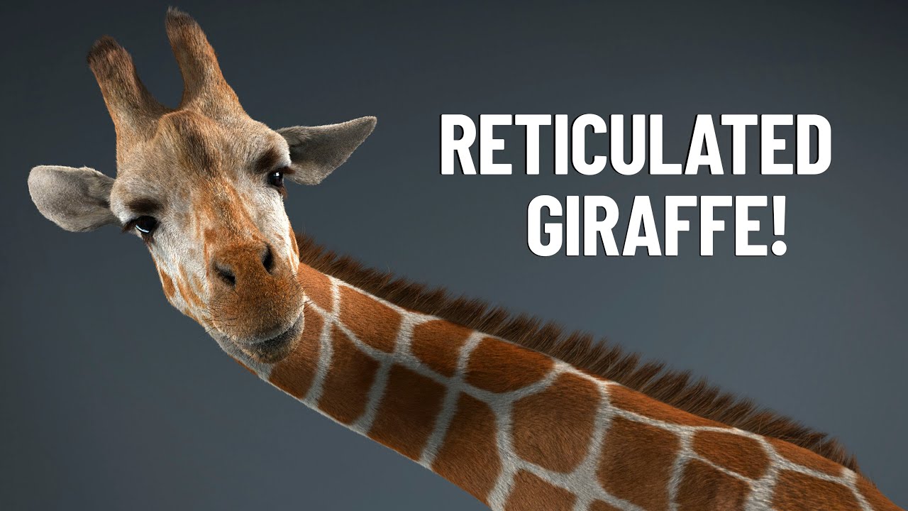 The Fascinating World of the Reticulated Giraffe: All You Need to Know ...